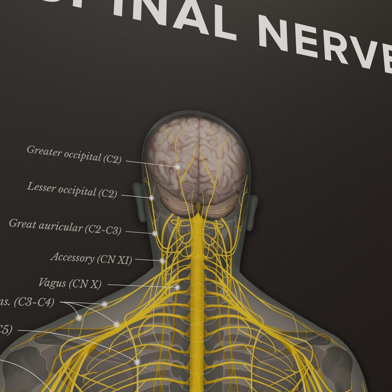The SPINAL NERVES - Etsy