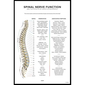 Spinal Nerve Function Chart dark - Etsy