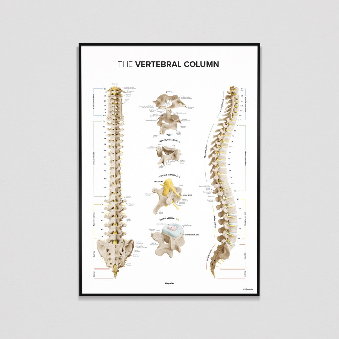 The VERTEBRAL COLUMN '23 - Etsy