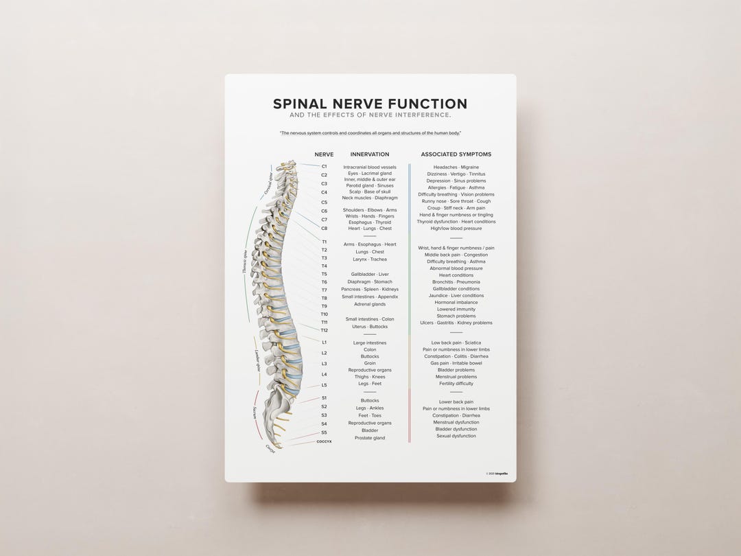 Spinal Nerve Function Chart - Etsy