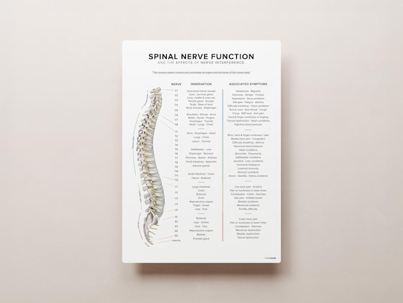 Spinal Nerve Function Nerve Regeneration Restores Supraspinal Control