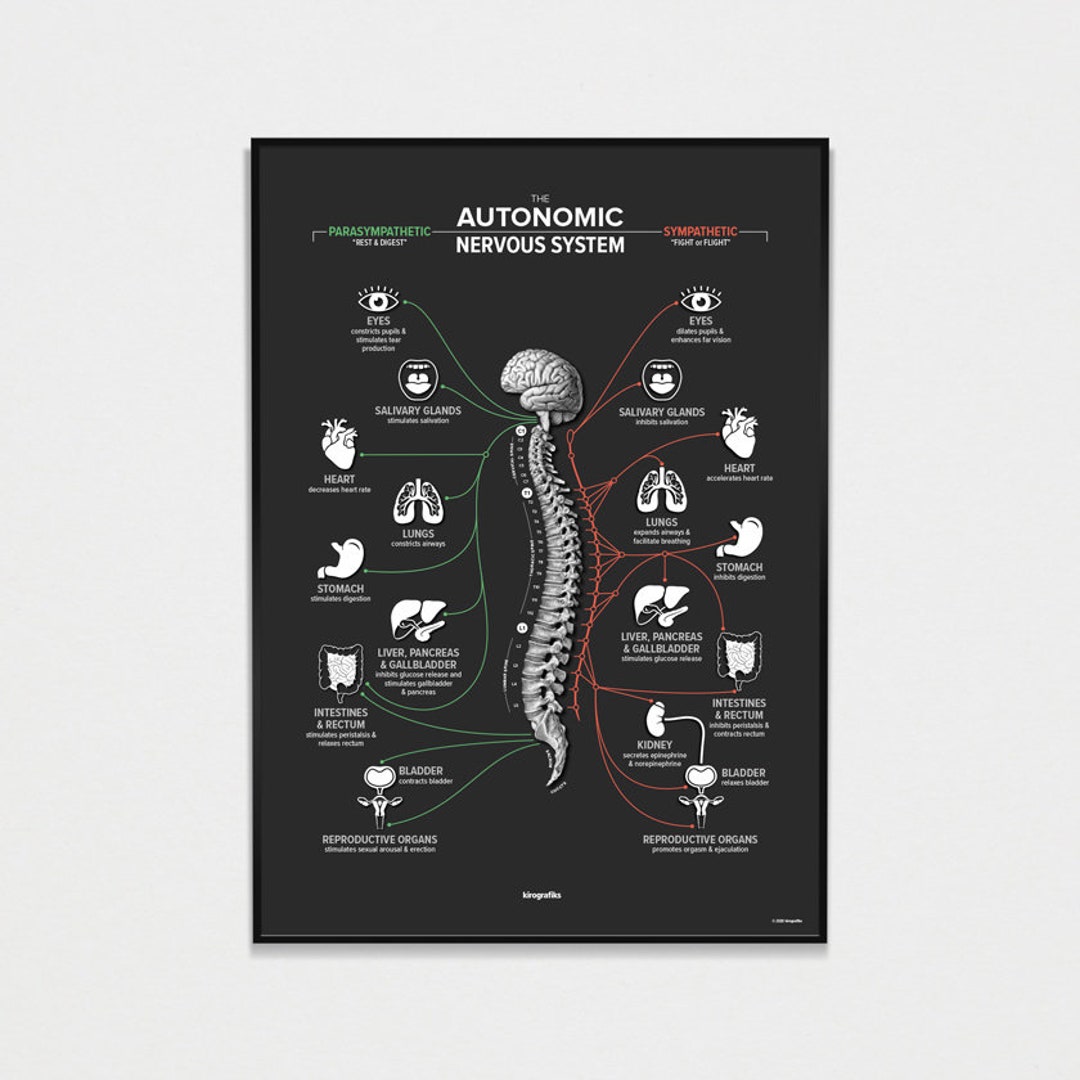 The Autonomic Nervous System ICON X DARK - Etsy