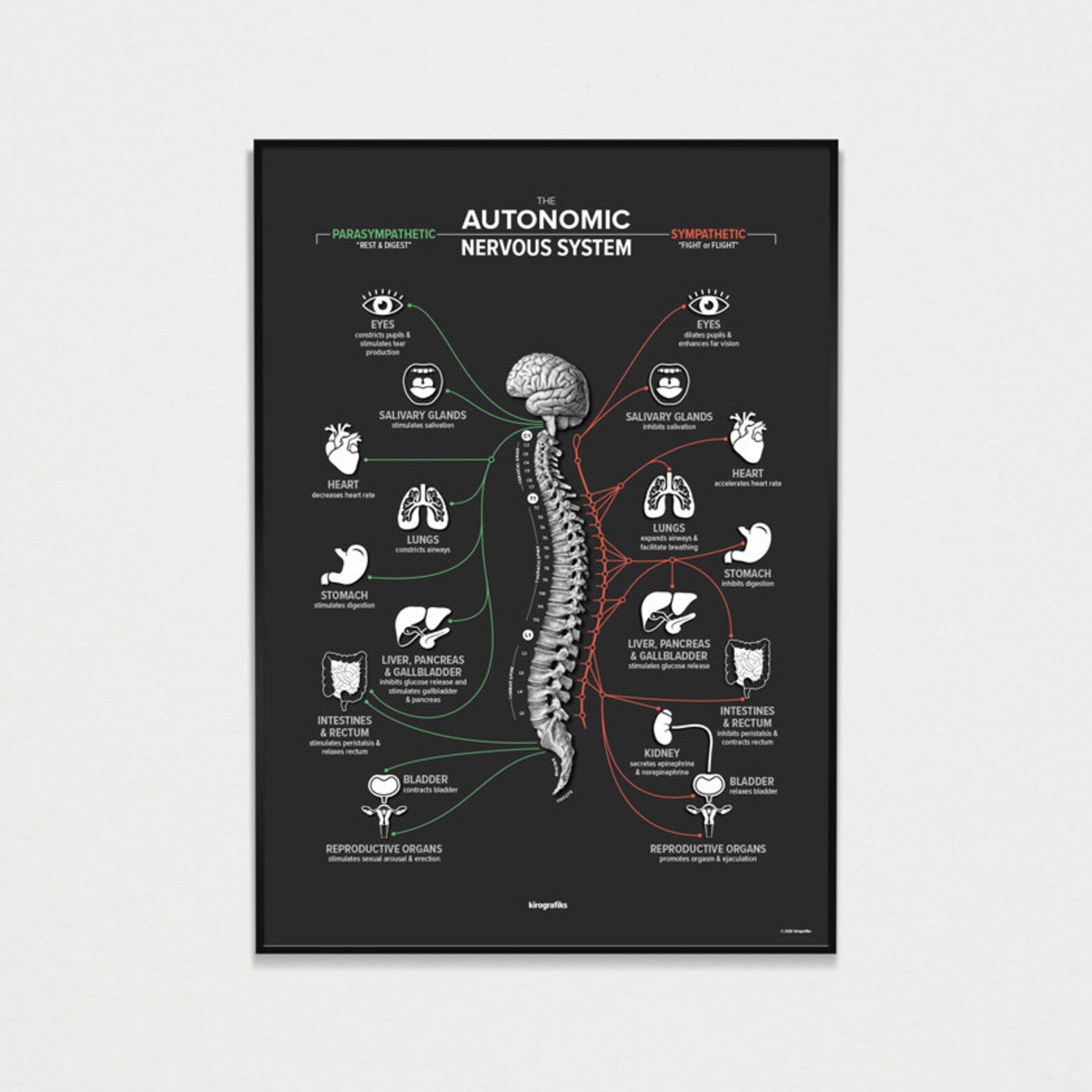 The Autonomic Nervous System ICON X DARK | Etsy