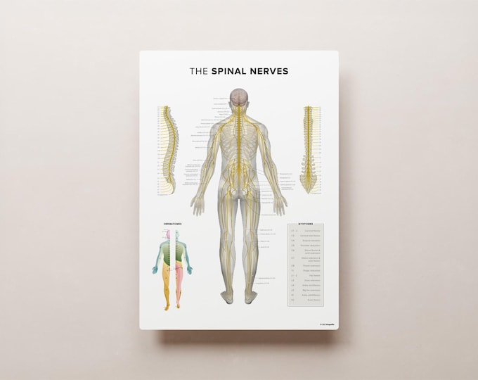 Spinal Nerve and Reflexology Infographic Print by Hearts for Love ...