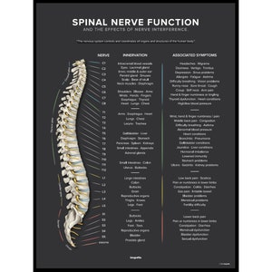 Spinal Nerve Function Chart dark - Etsy