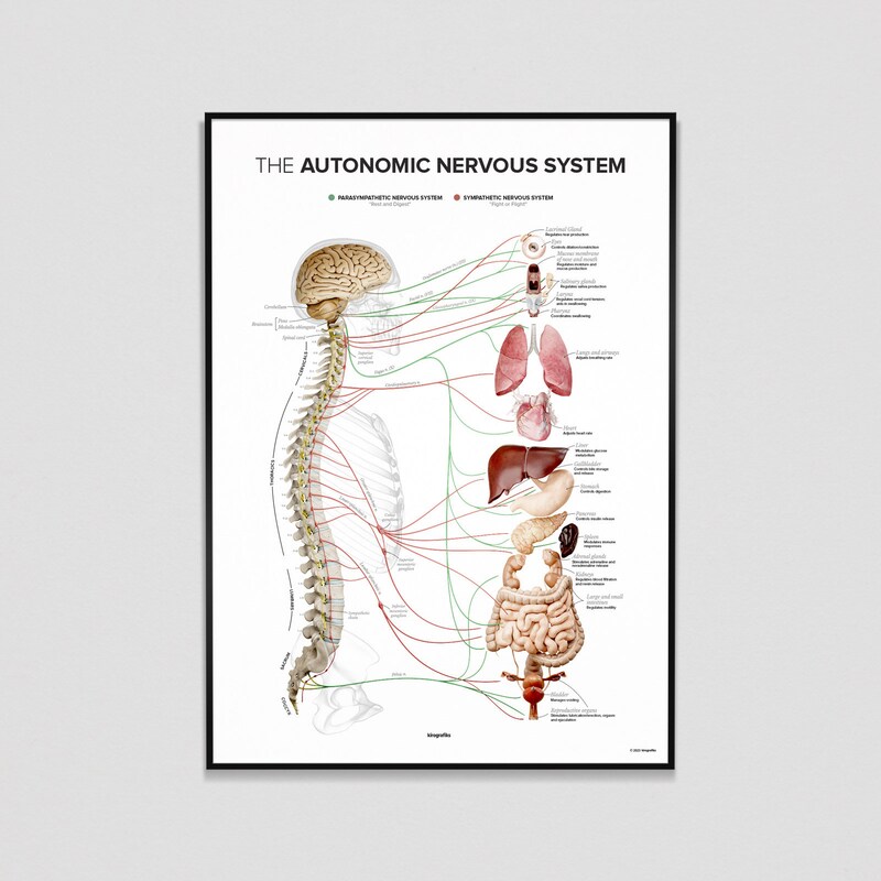 Autonomic Nervous System Poster - Etsy