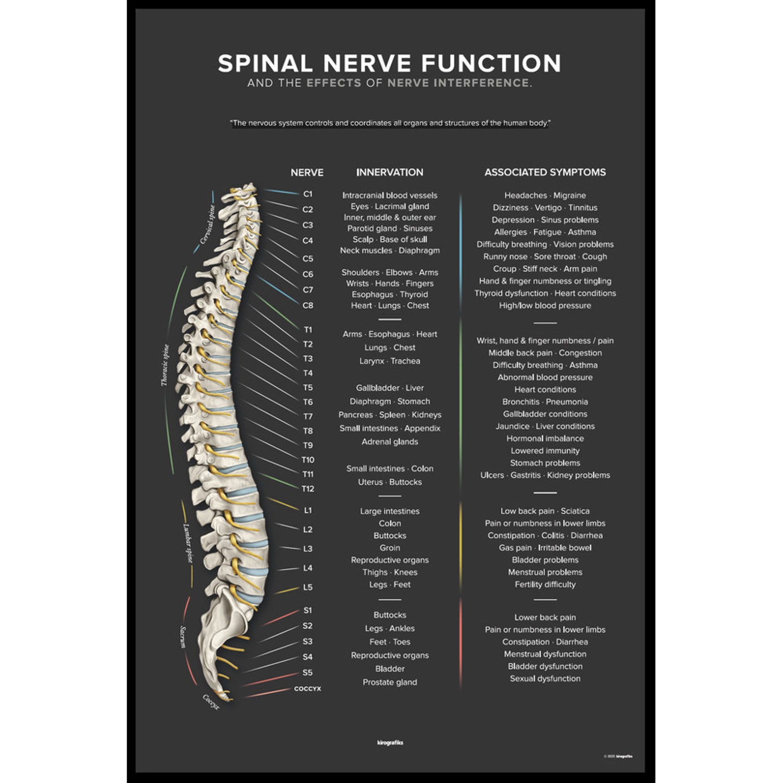 Spinal Nerve Function Chart (dark) - Etsy