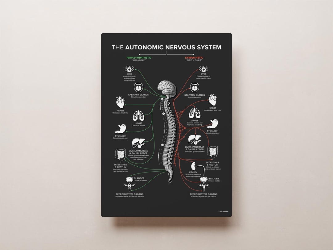 The Autonomic Nervous System (ICON X) DARK - Etsy