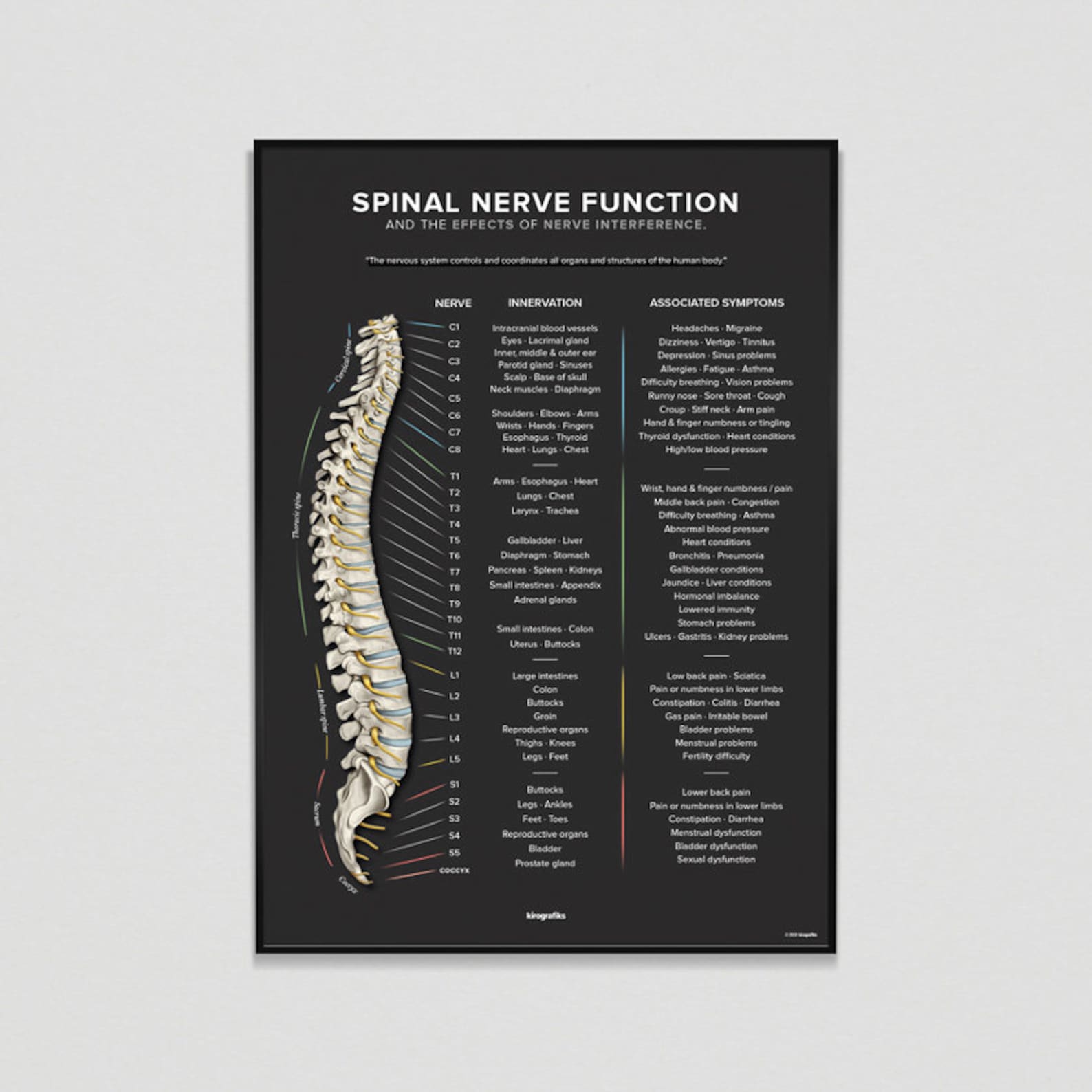Spinal Nerve Function Chart dark - Etsy