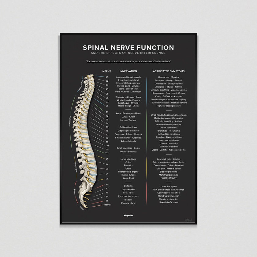 Spinal Nerve Function Chart dark | Etsy
