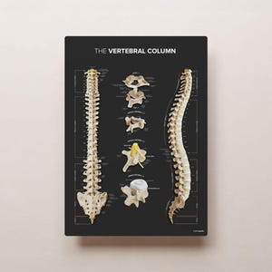 The VERTEBRAL COLUMN '23 - Etsy