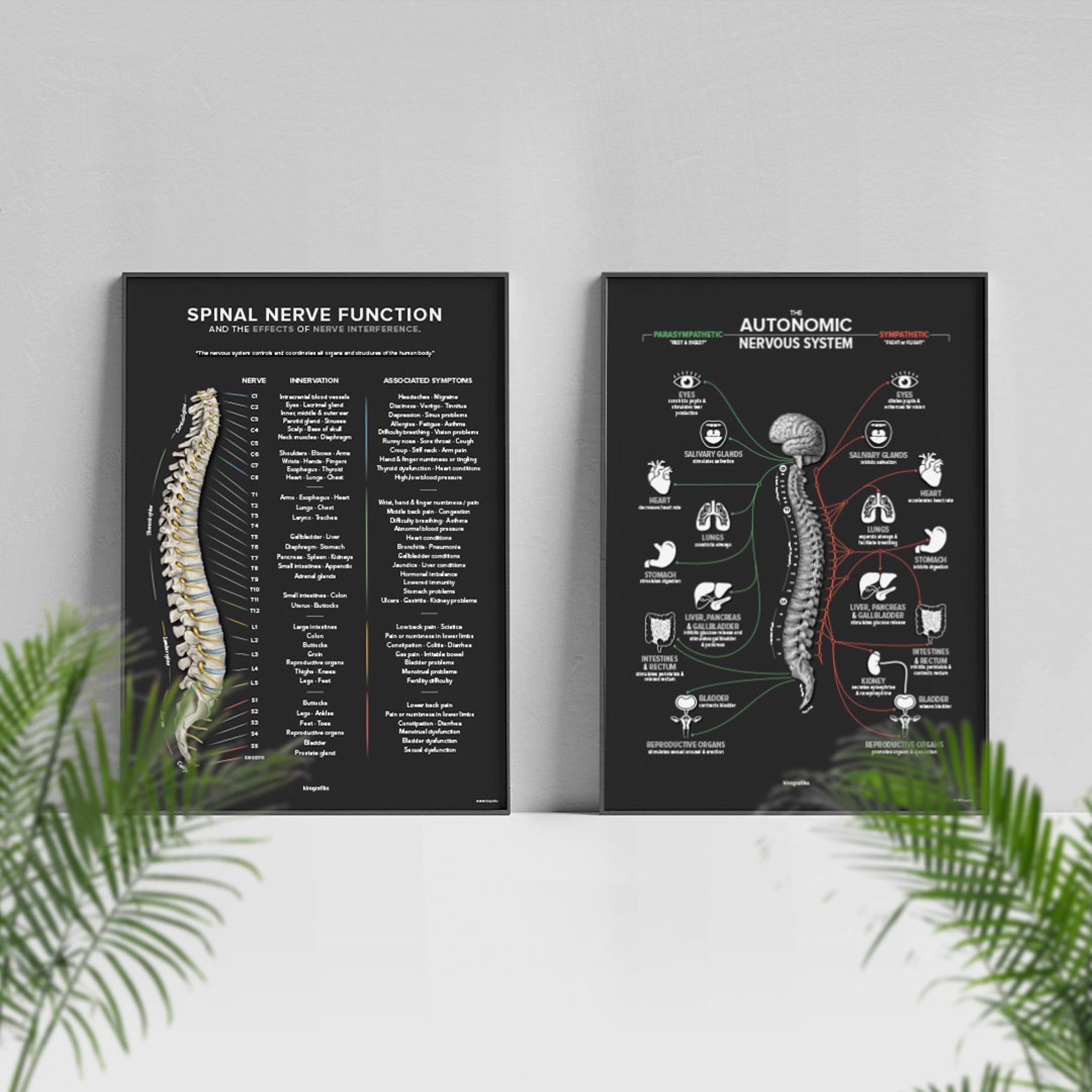 Spinal Nerve Function Chart (dark) - Etsy