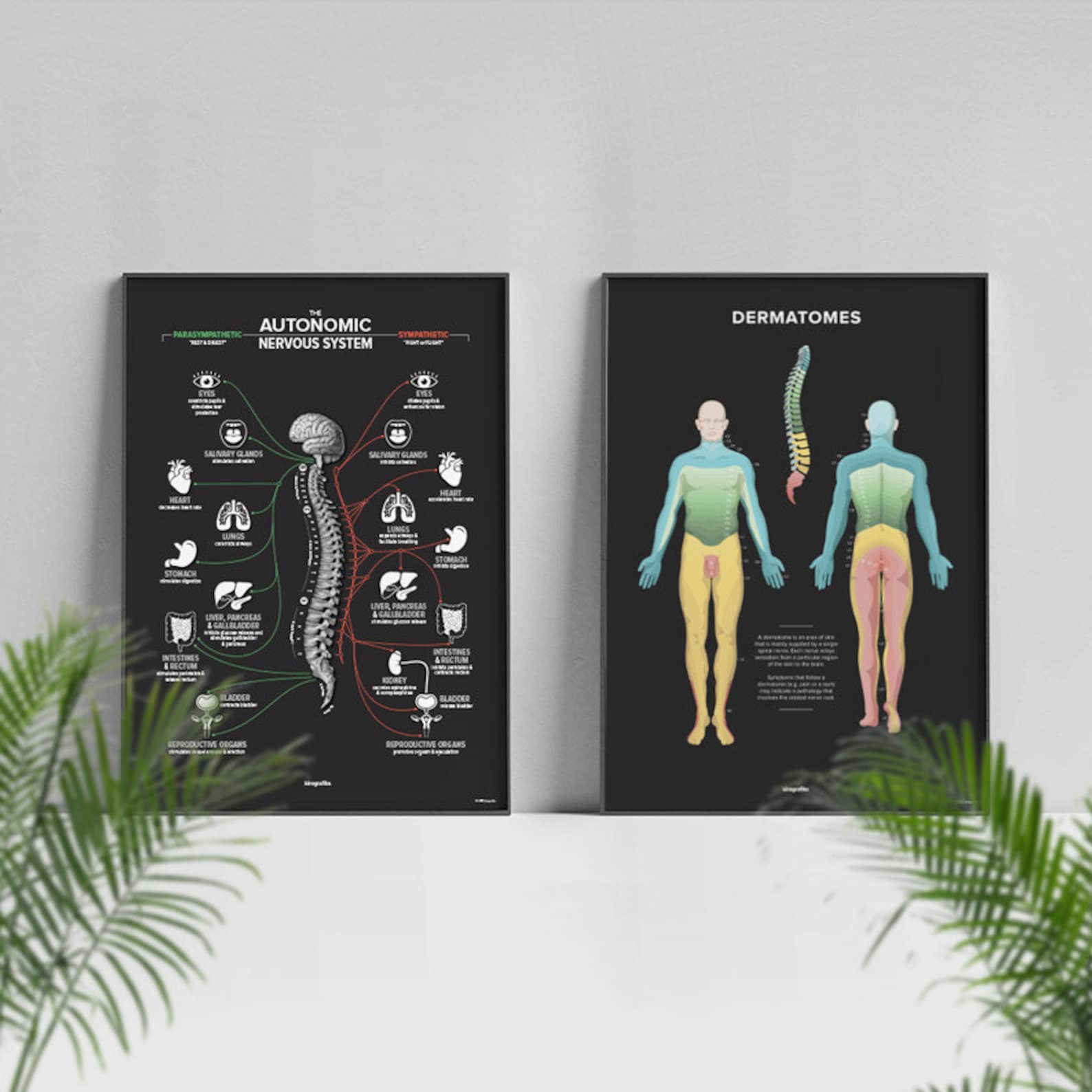 The Autonomic Nervous System (ICON X) DARK - Etsy