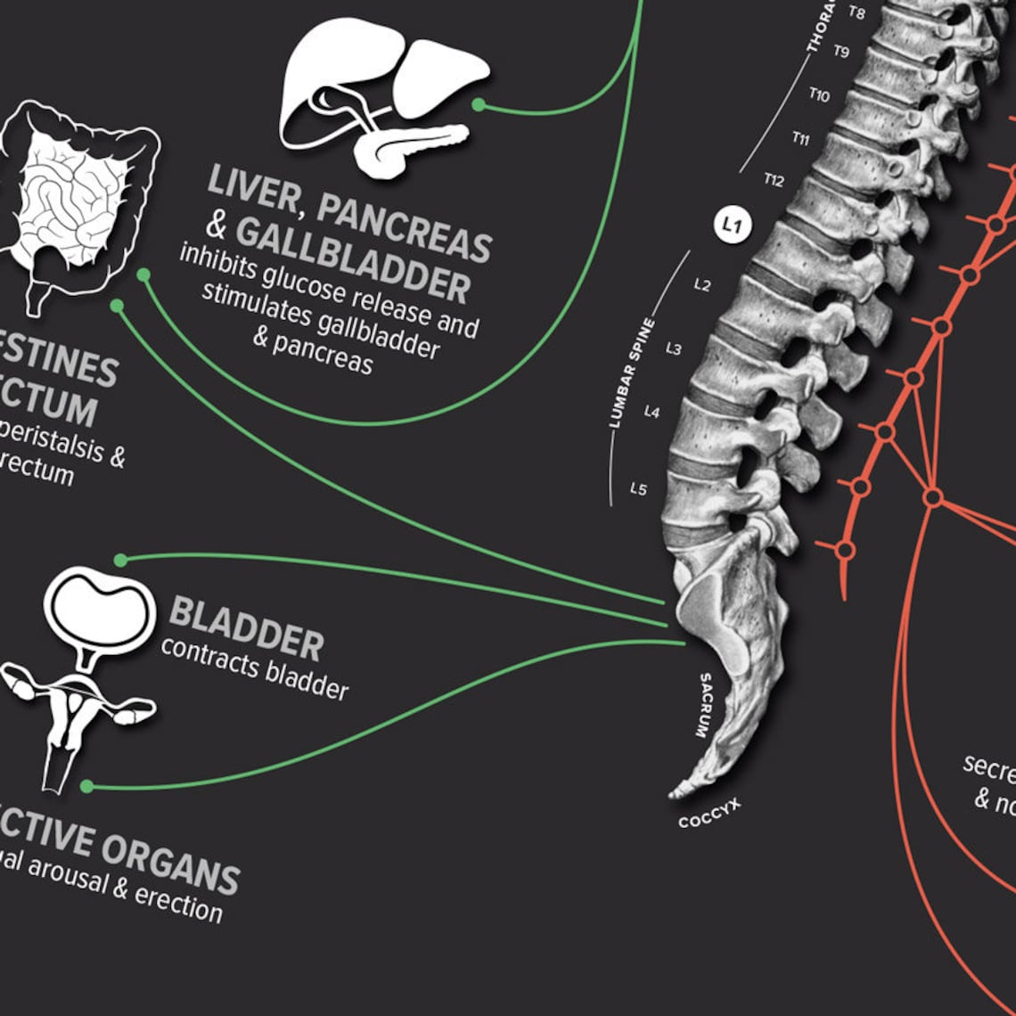 The Autonomic Nervous System ICON X DARK | Etsy