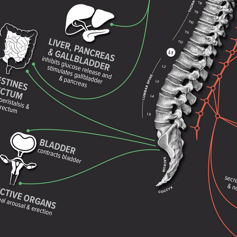 The Autonomic Nervous System ICON X DARK - Etsy