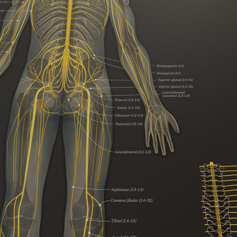 The SPINAL NERVES - Etsy