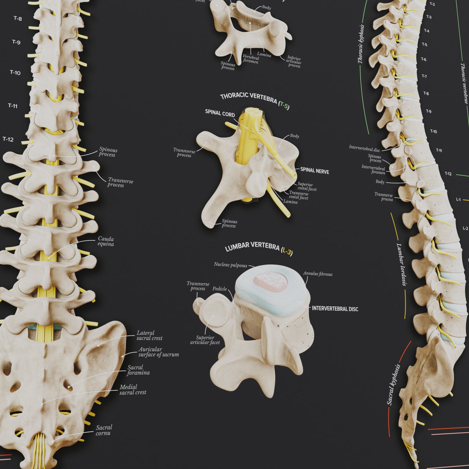 The VERTEBRAL COLUMN '23 - Etsy UK