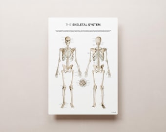 The Skeletal System Study Guide - Etsy
