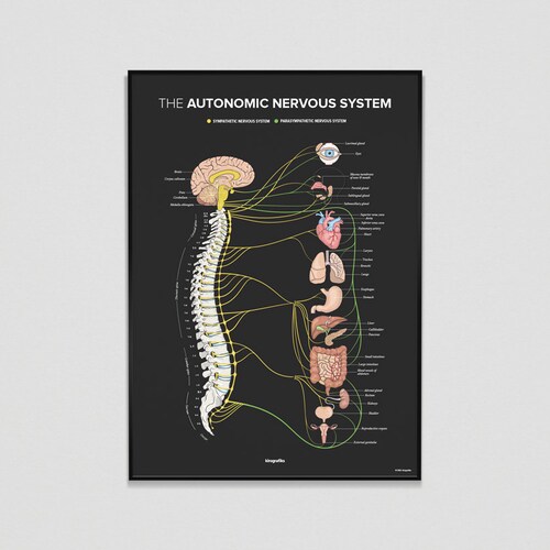 The Autonomic Nervous System ICON X DARK - Etsy