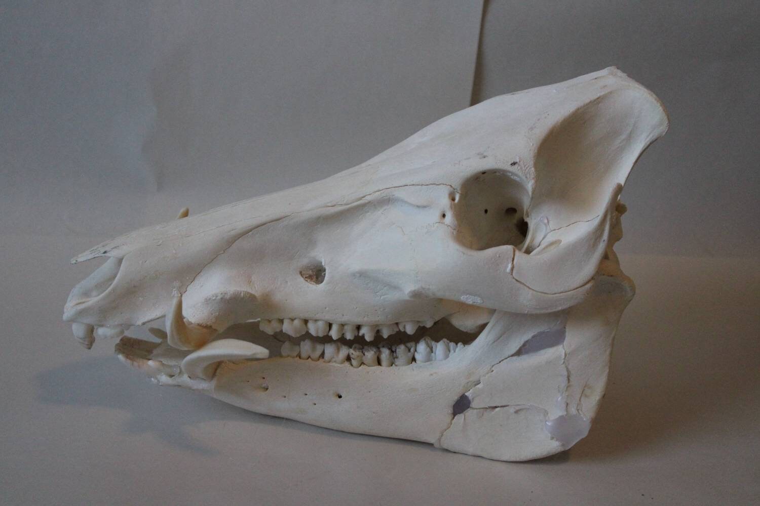 Boar Skull Front