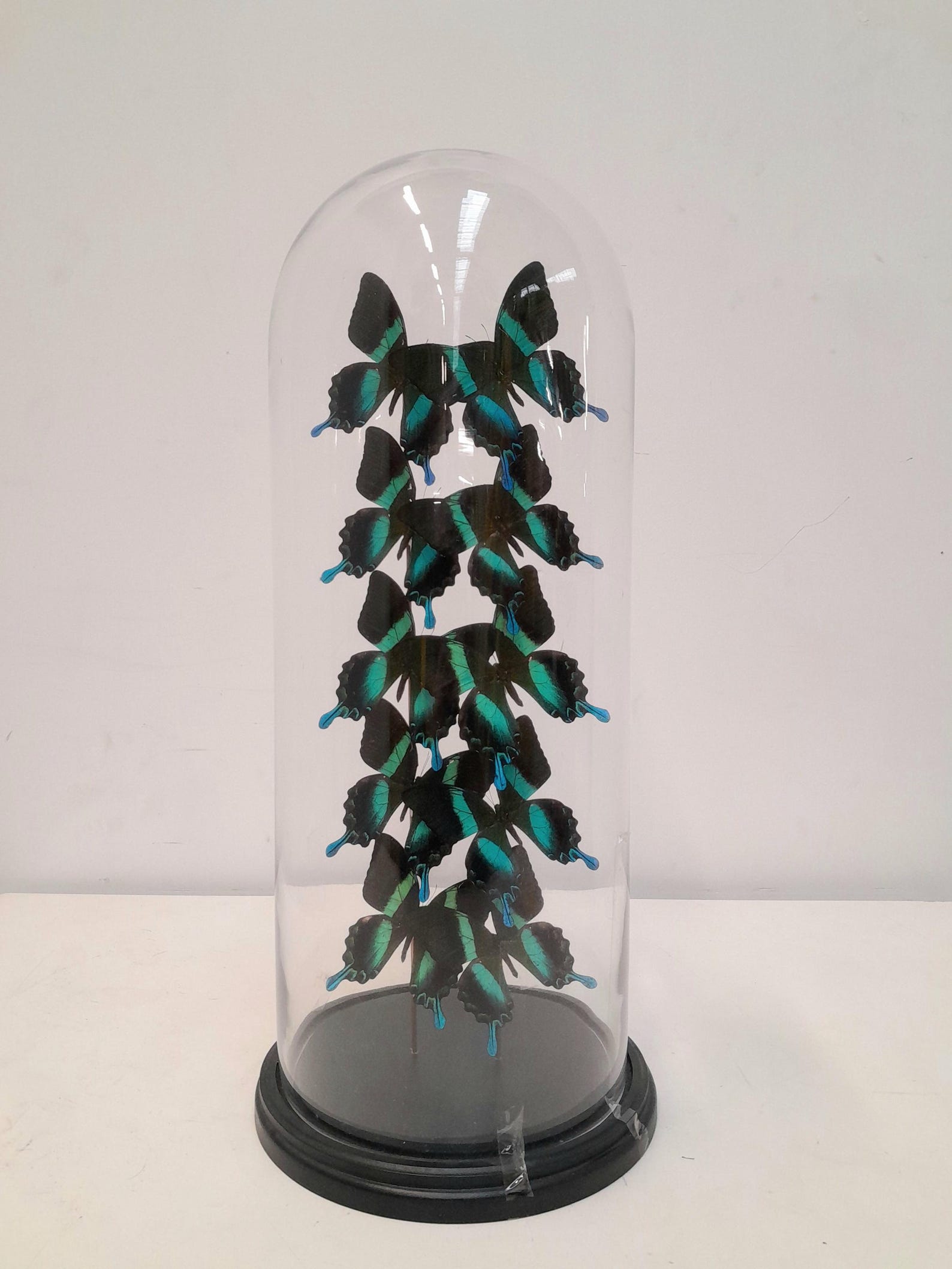 Glass Dome With Butterflies - Etsy