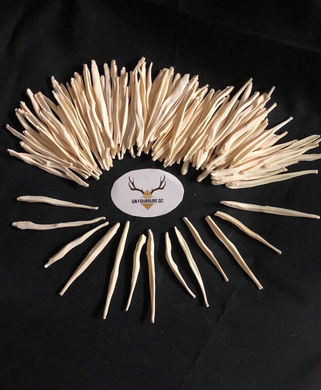 Real Genuine Baculum From Various Animals / Authentiques Baculums De ...