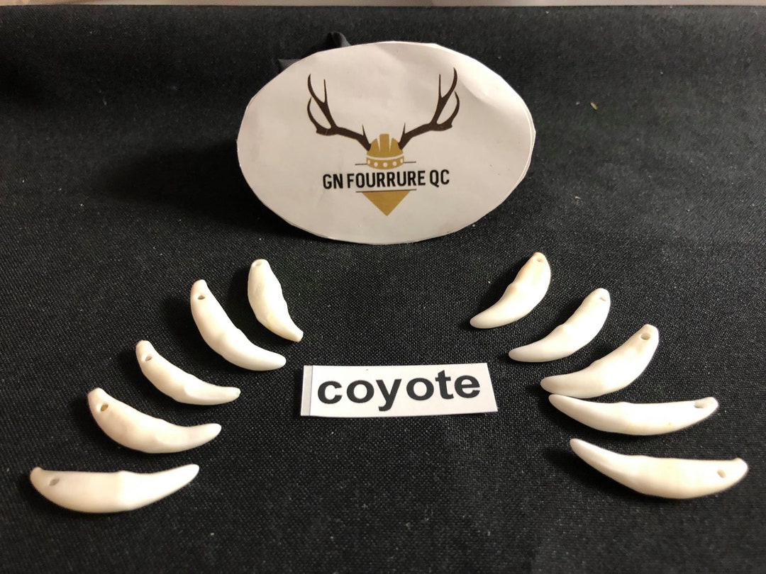 Coyote Teeth / Dents De Coyote - Etsy