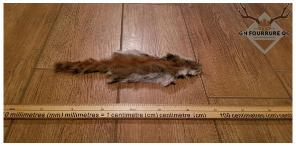 Real Genuine Squirrel Pelt / Authentique Peau - Etsy Canada