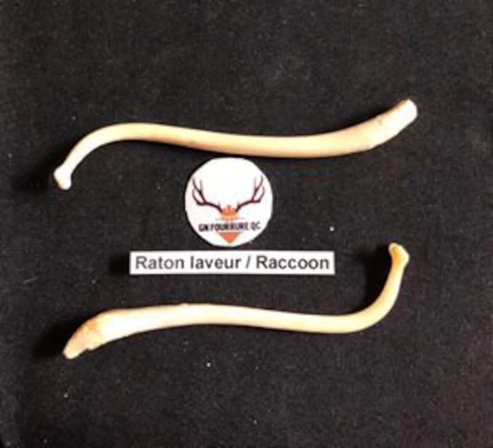 Real Genuine Baculum From Various Animals / Authentiques - Etsy Canada