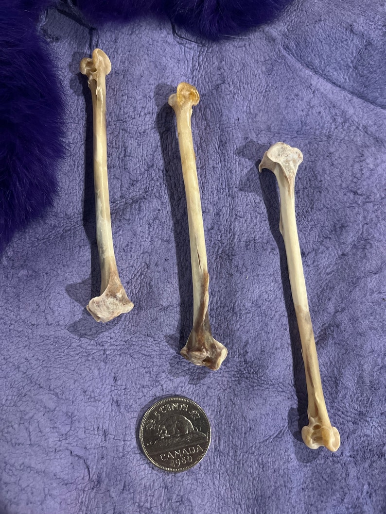 Natural Crow Bones - Etsy Canada