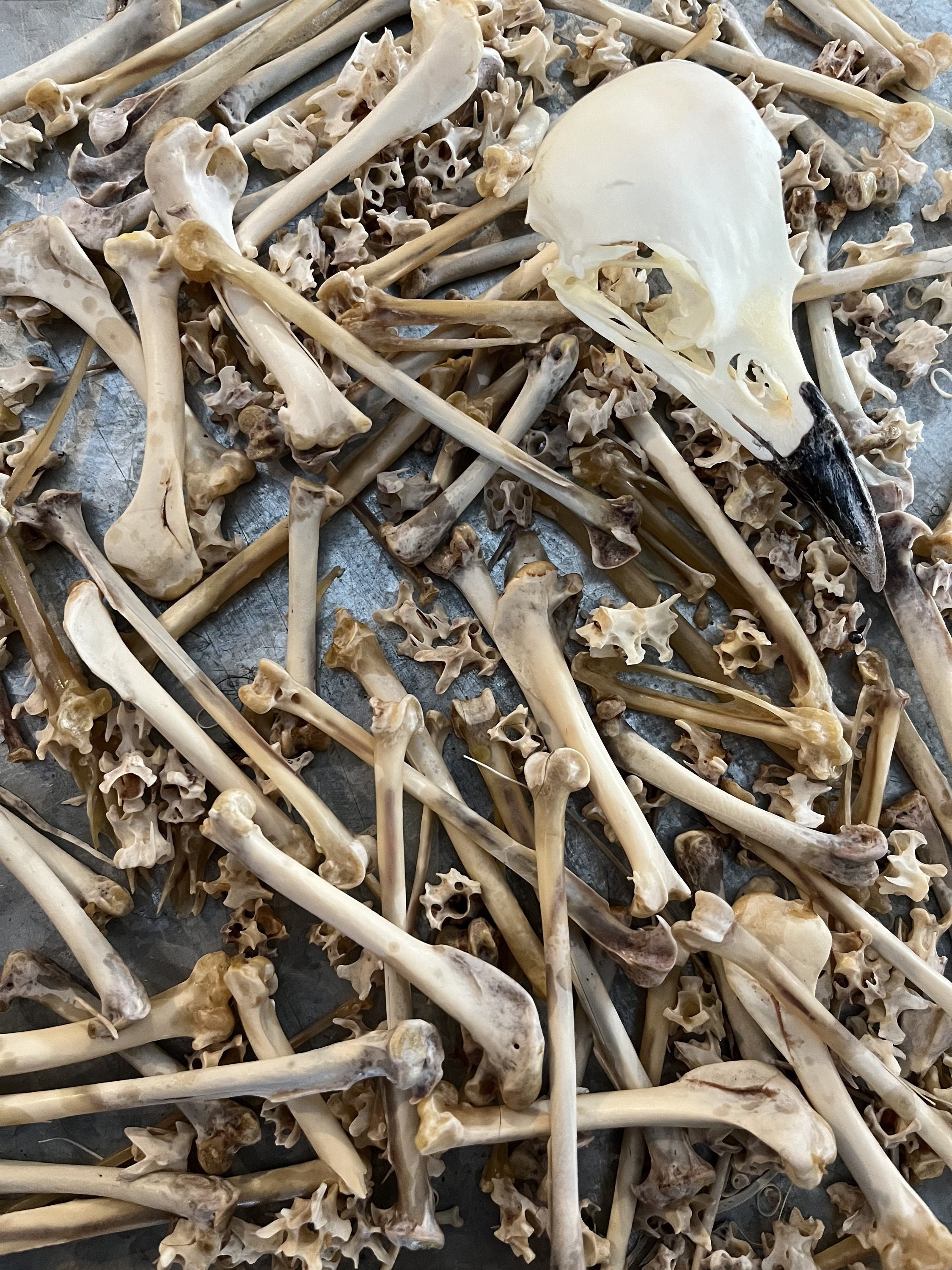 Natural Crow Bones - Etsy Canada