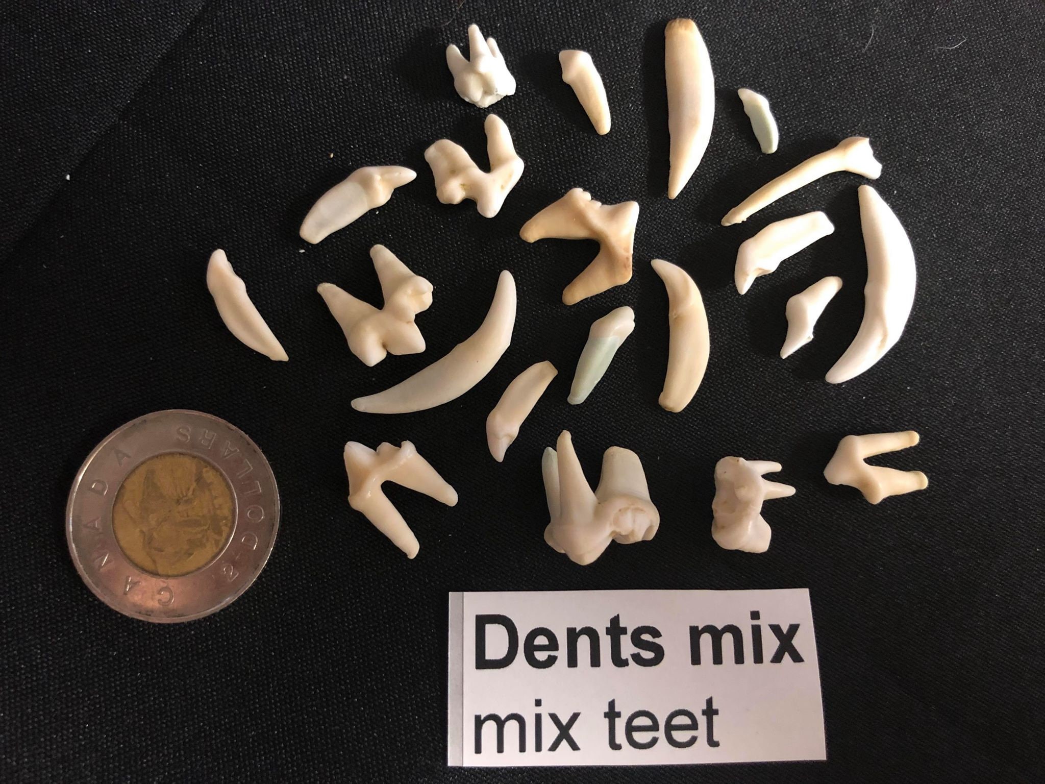 Various Teeth 20. Small Animals / Assortment of 20 Teeth - Etsy Canada