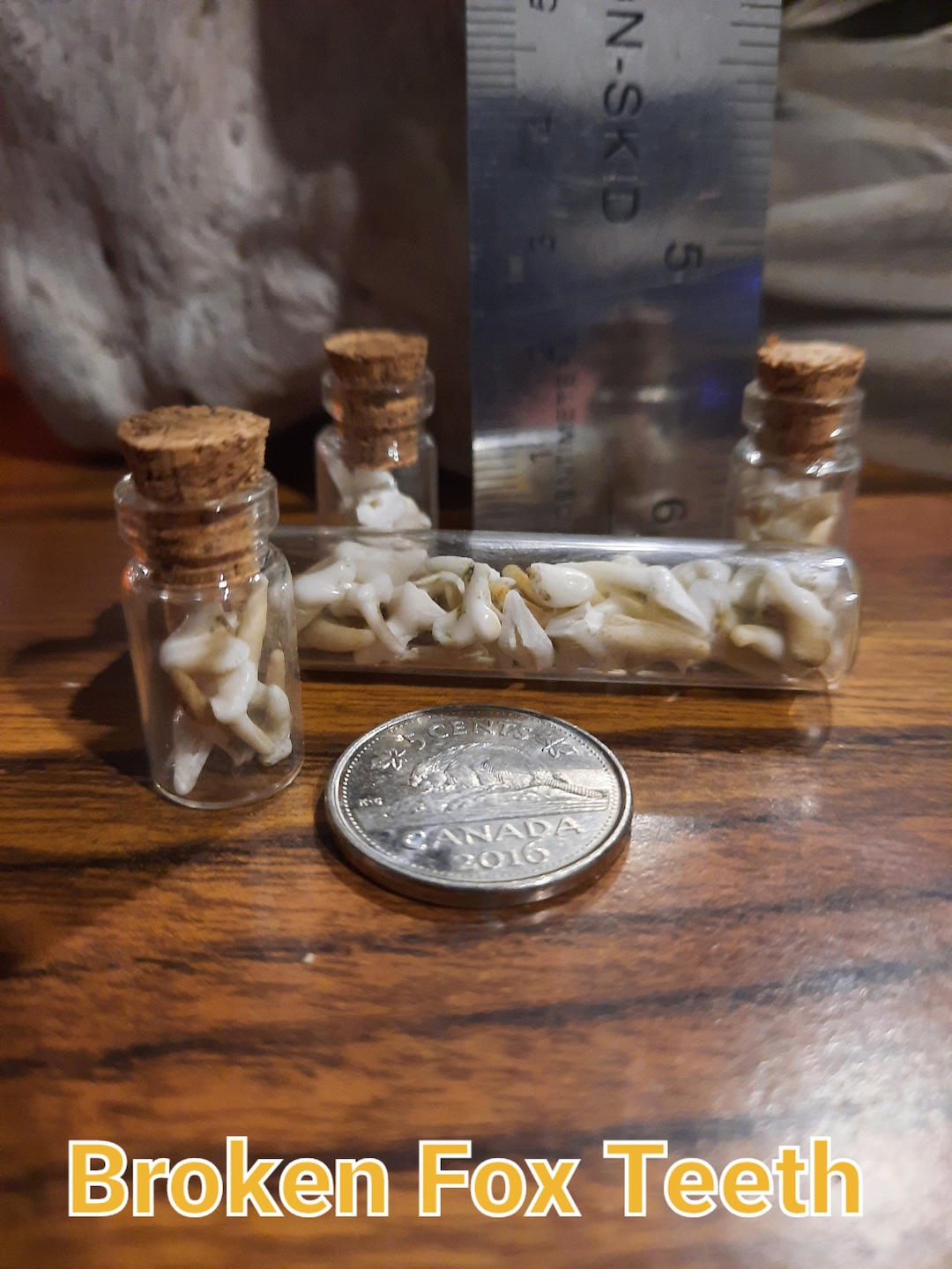 Bottled Fox Teeth - Etsy