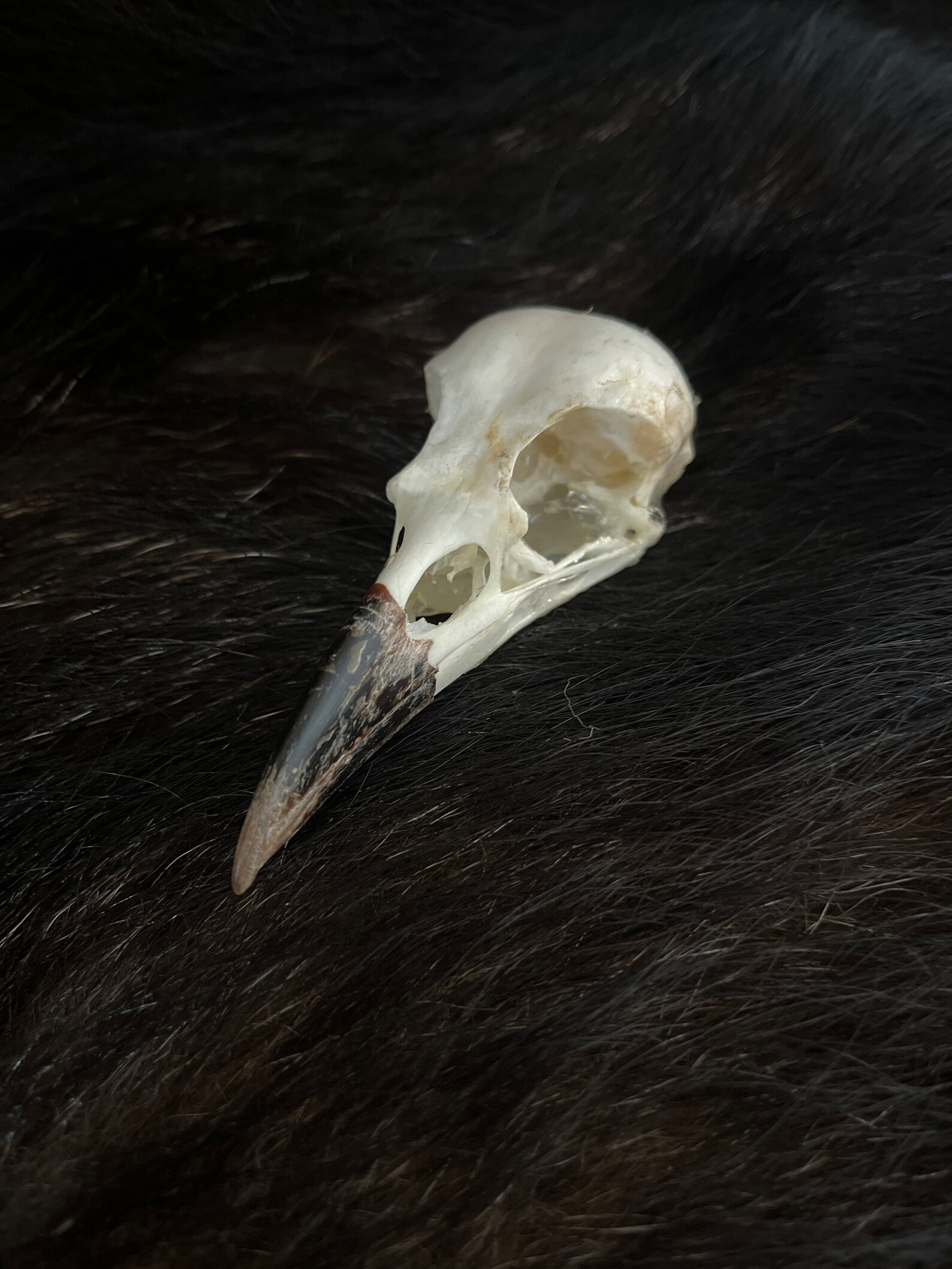 True Crow’s Skull Pendant - Etsy Canada
