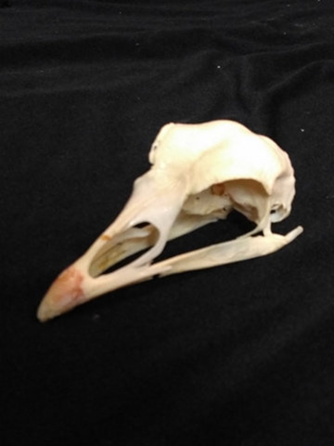 Real Genuine Wild Turkey Skull - Etsy Canada