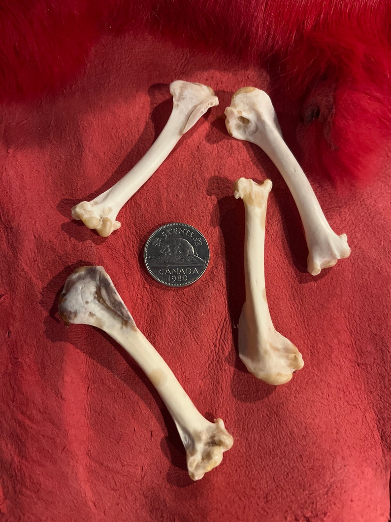 Natural Crow Bones - Etsy Canada