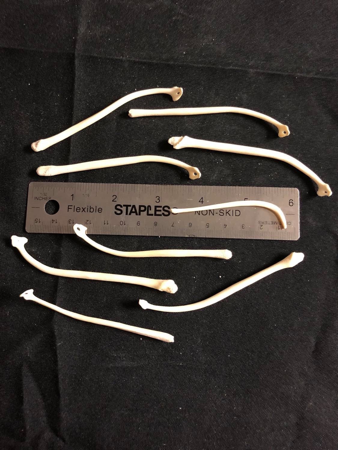 Real Genuine Baculum From Various Animals / Authentiques - Etsy Canada