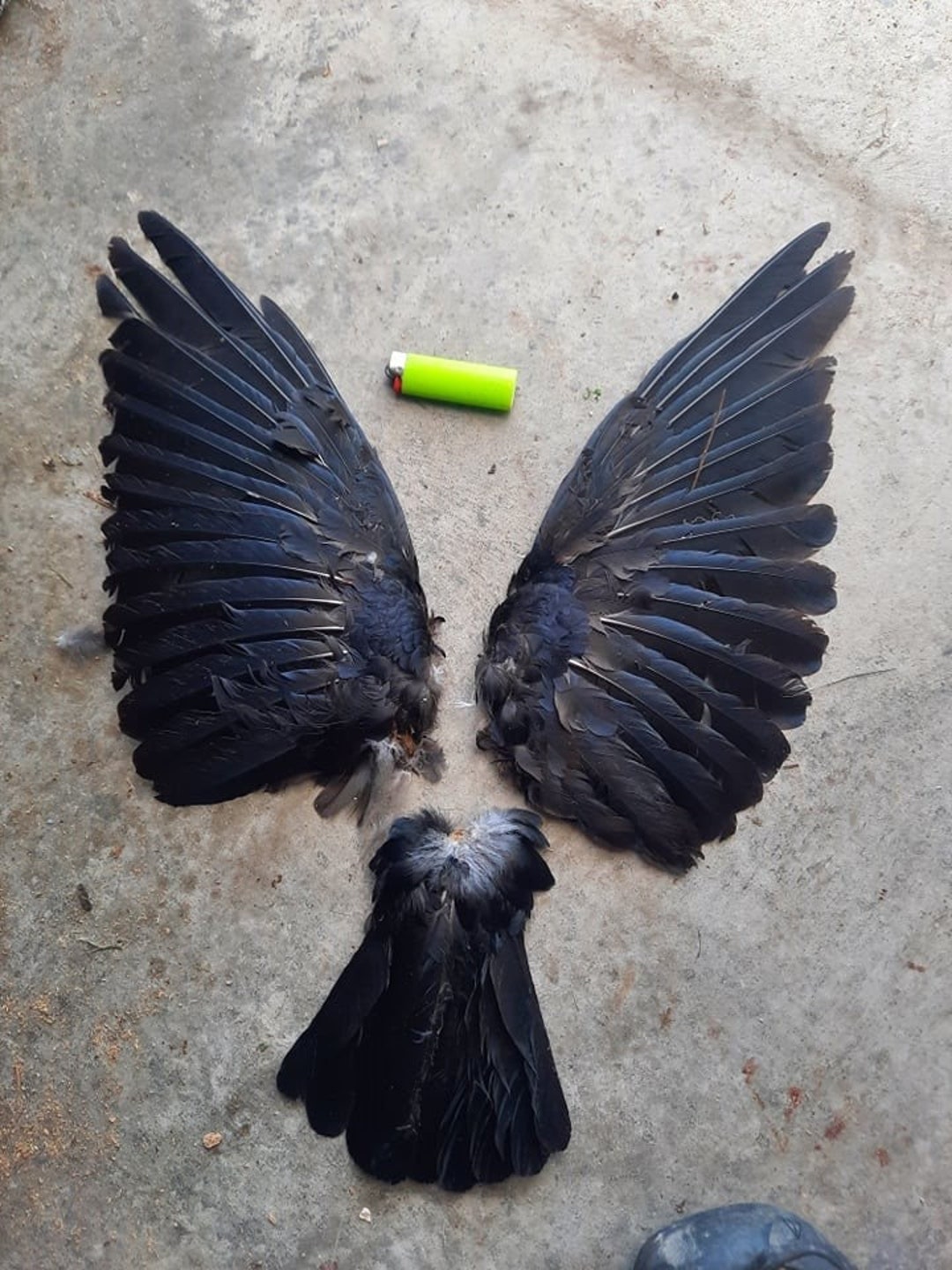 Real Genuine Crow Wings / Authentic Pair of Crow Wings - Etsy