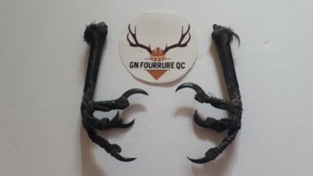 Real Genuine Crows Feet - Etsy