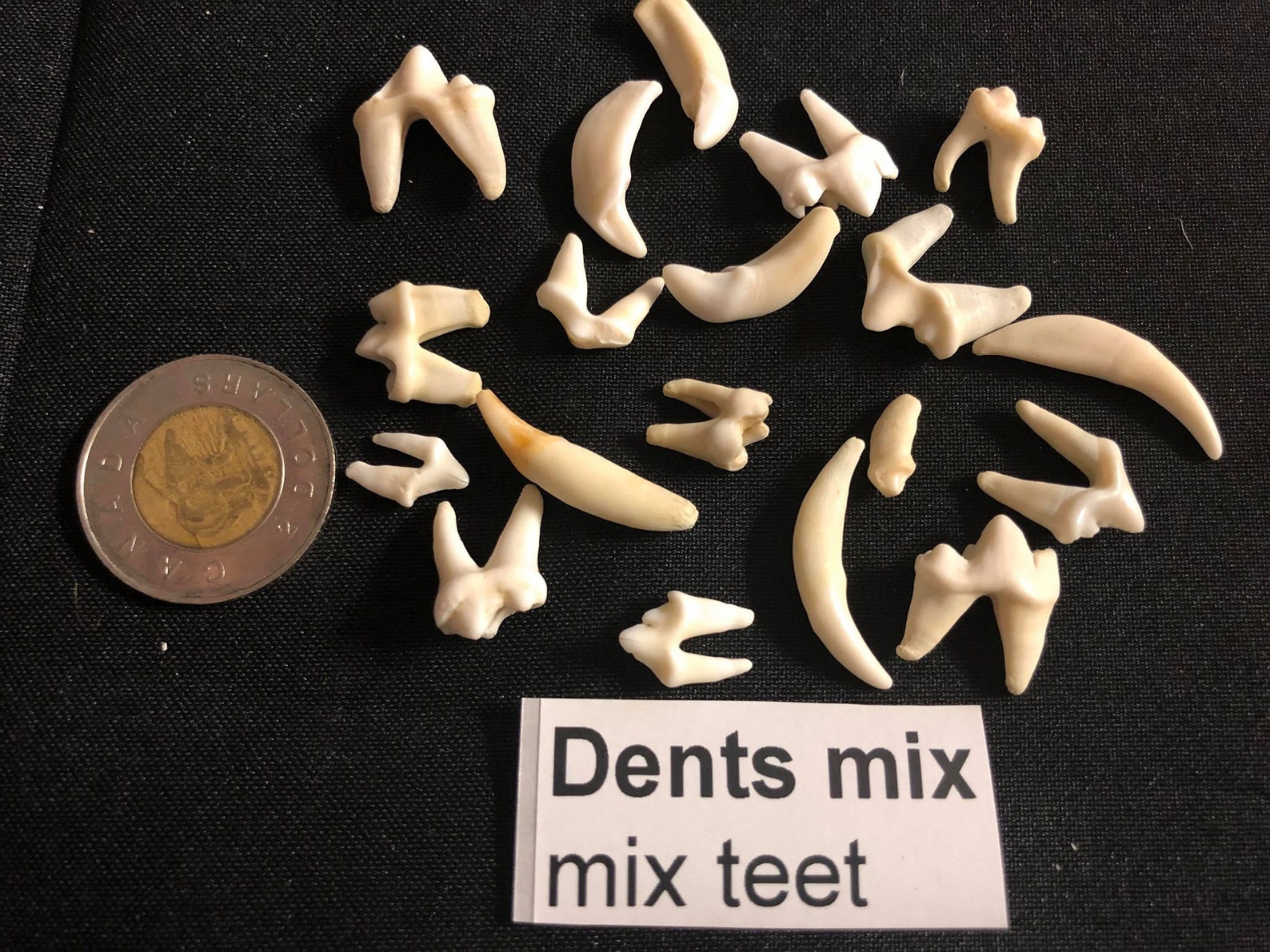 Various Teeth 20. Small Animals / Assortment of 20 Teeth - Etsy Canada