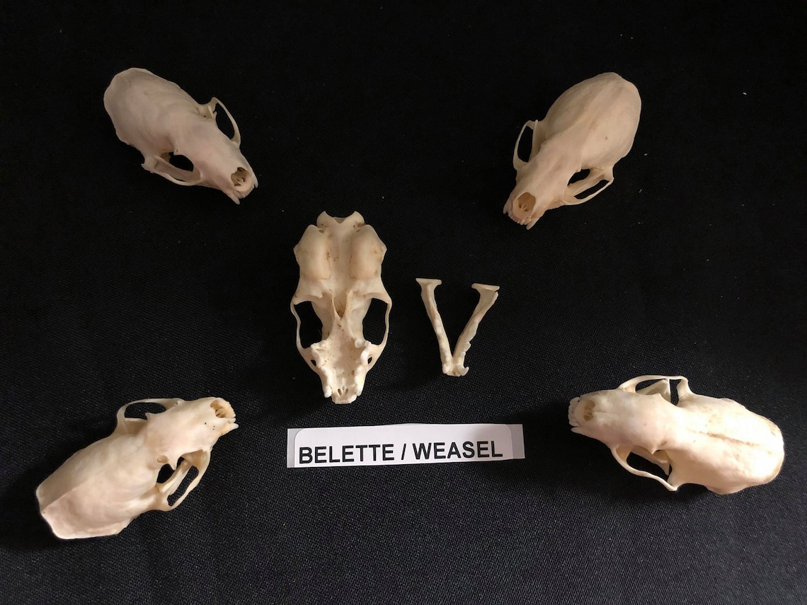 Real Genuine Stoat Skull / Authentique Crâne De Belette - Etsy