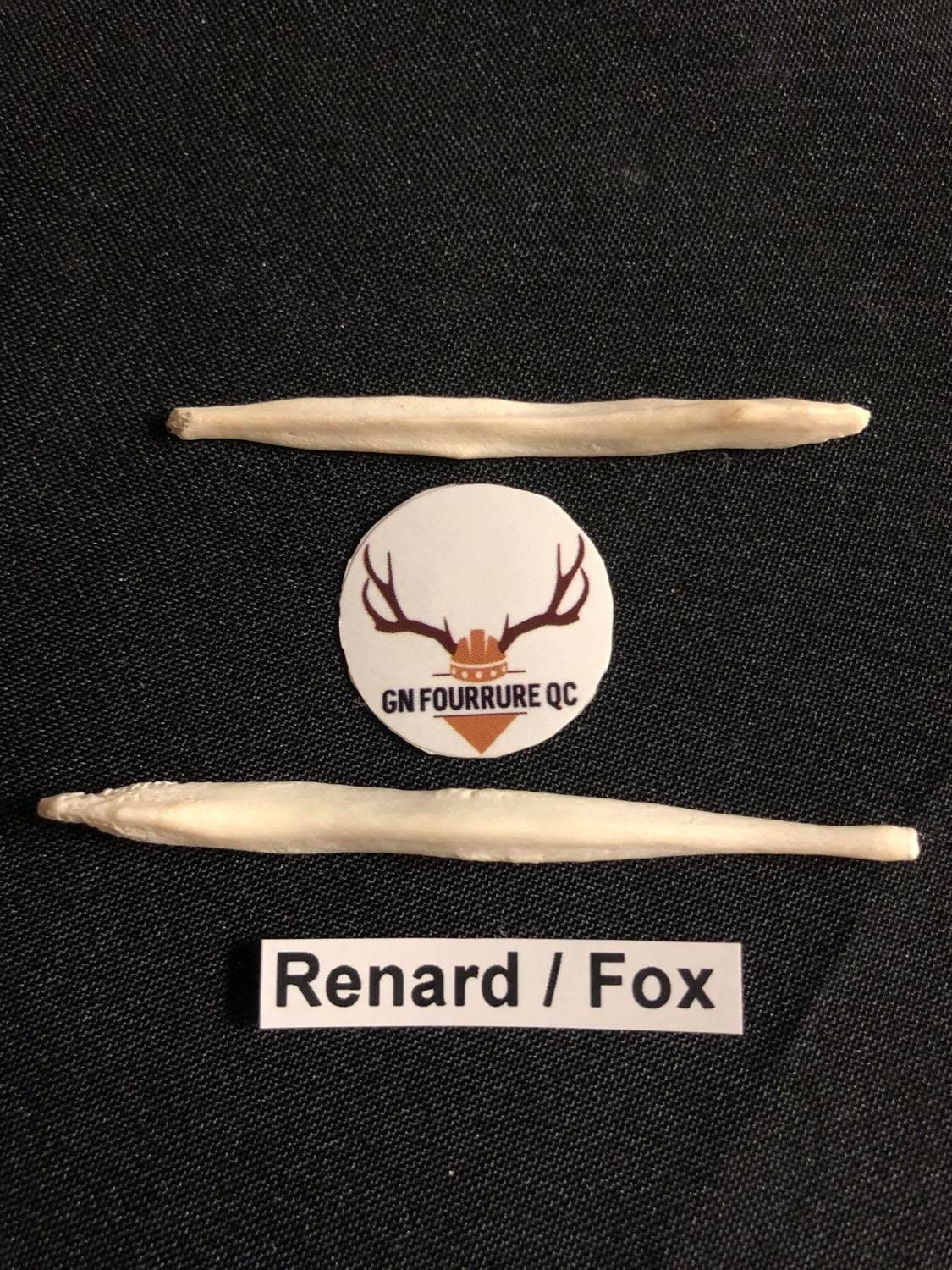 Real Genuine Baculum From Various Animals / Authentiques | Etsy Canada