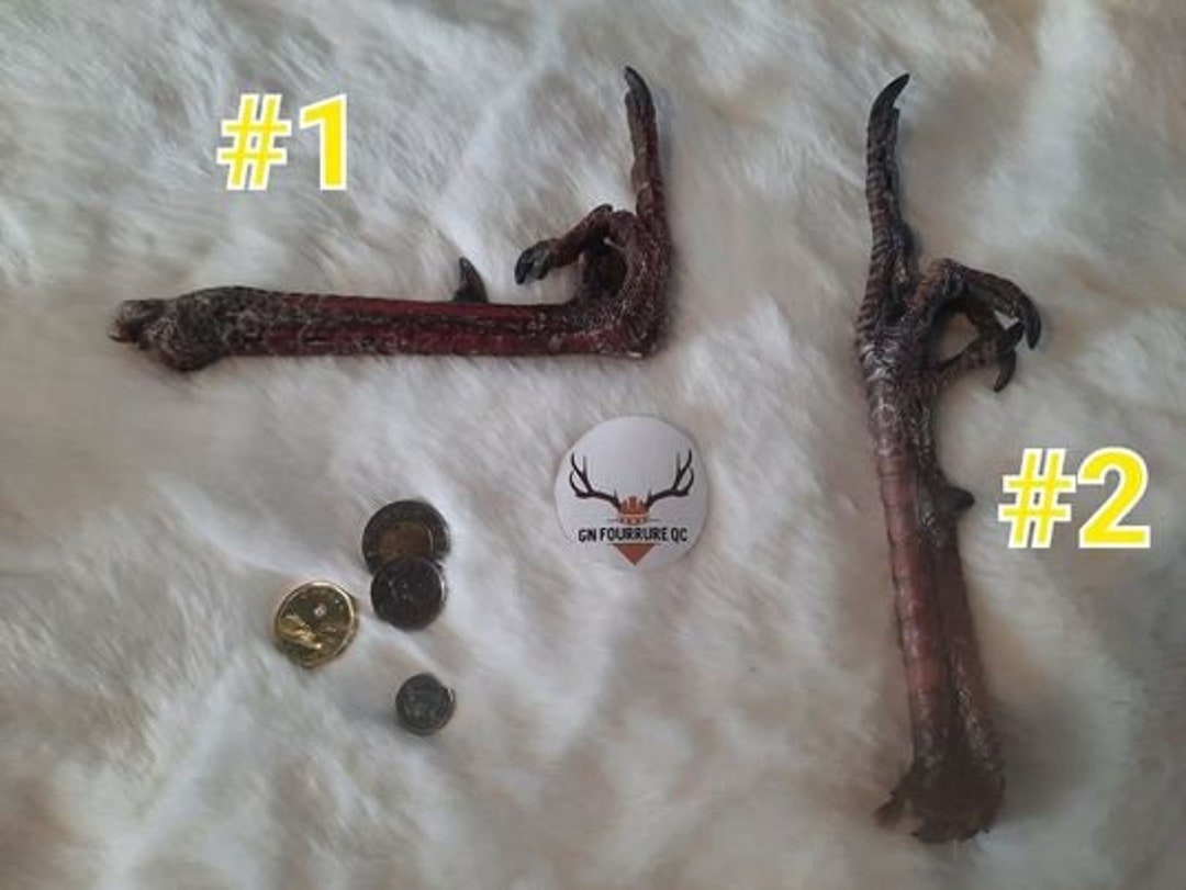 Real Genuine Wild Turkey Feet / Authentic Wild Turkey Paw - Etsy