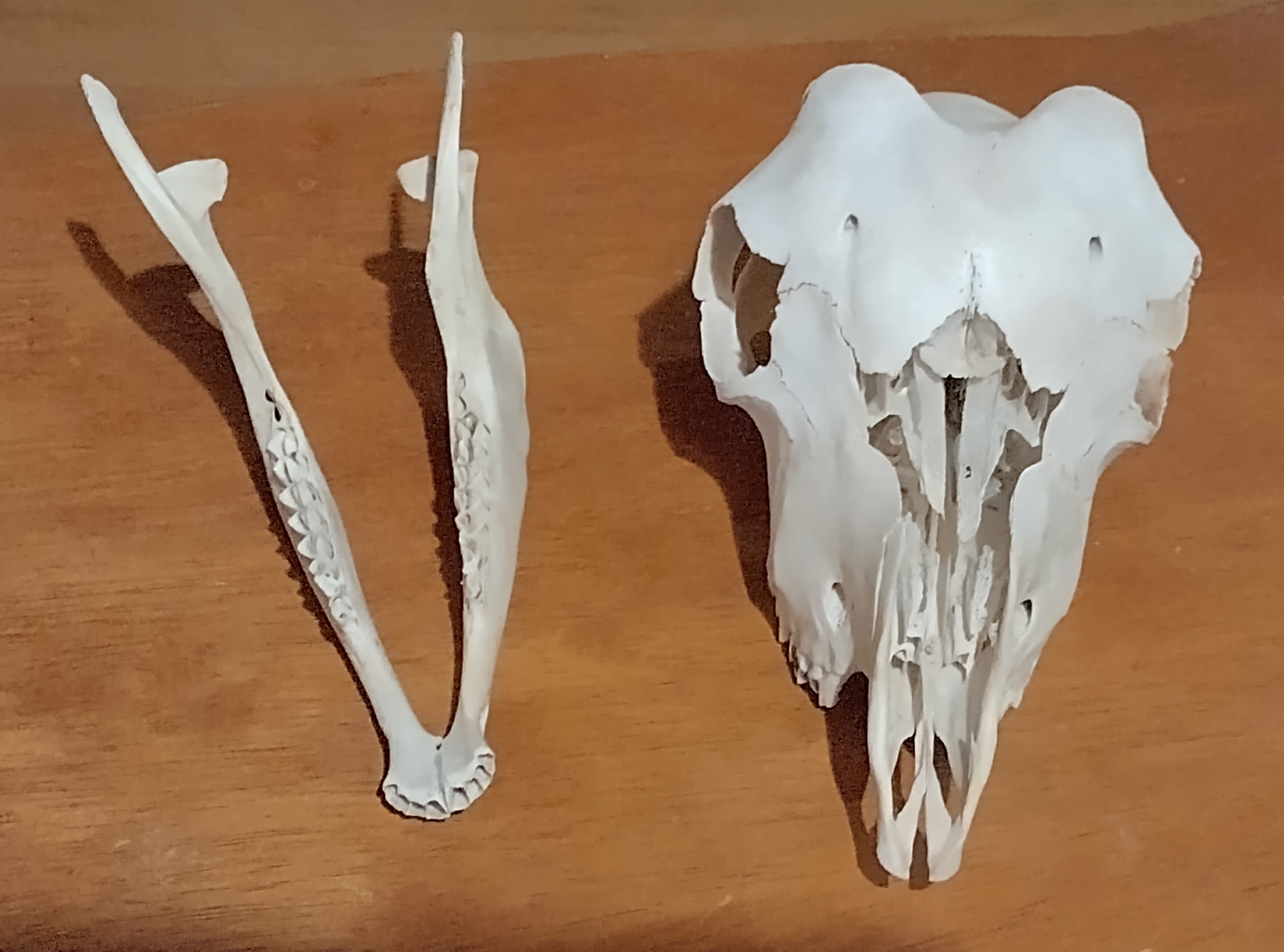 Sheep Skull - Etsy
