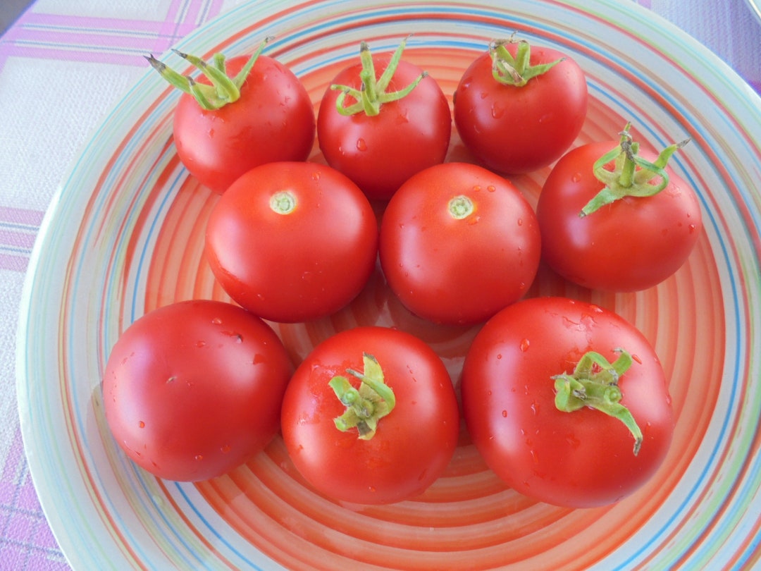TAMINA Tomato Seeds, Indeterminate Early Productive Heirloom Red ...