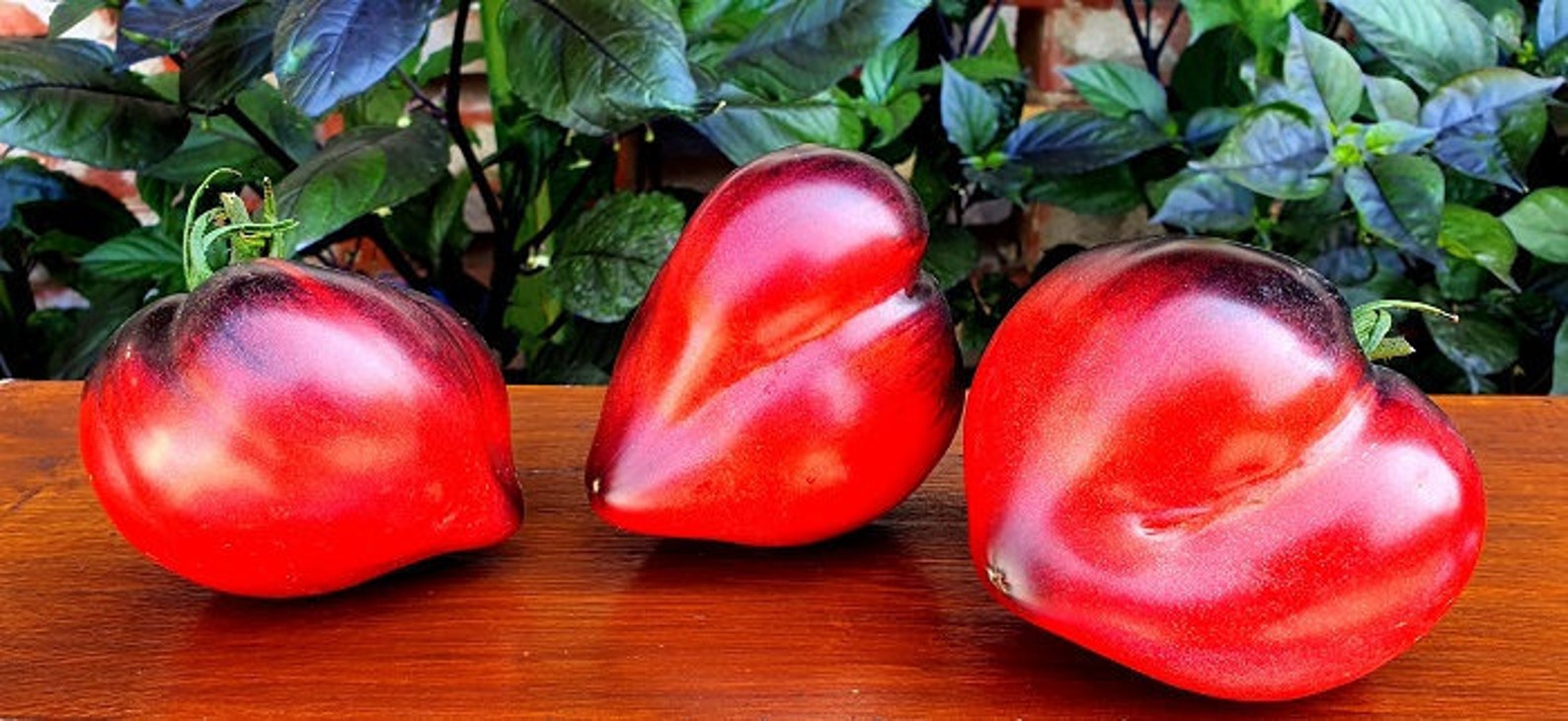 SGT PEPPERS Tomato Seeds Indigo Heart Shaped Heirloom | Etsy