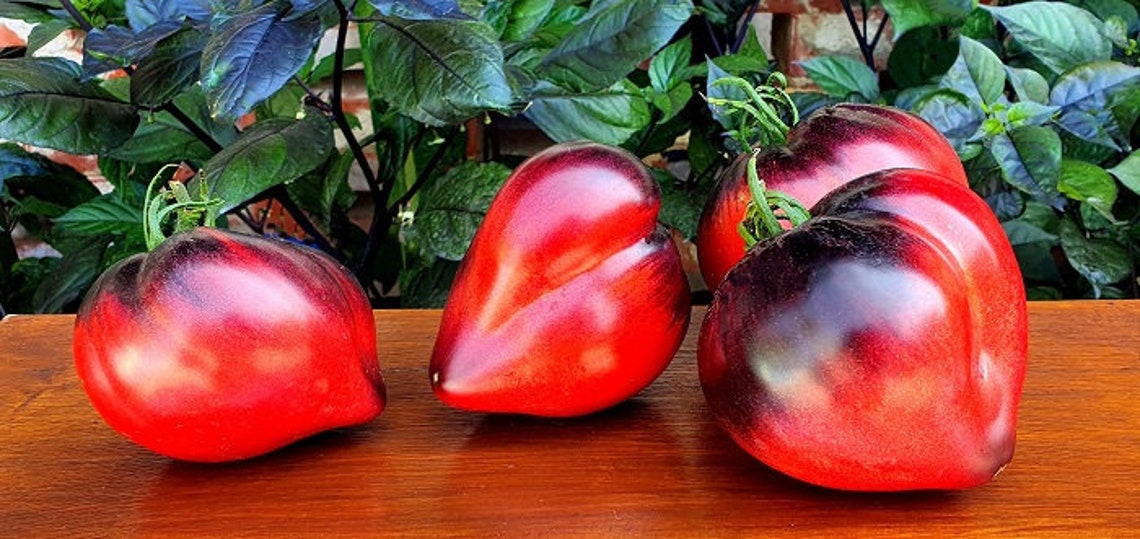 SGT PEPPERS Tomato Seeds Indigo Heart Shaped Heirloom | Etsy