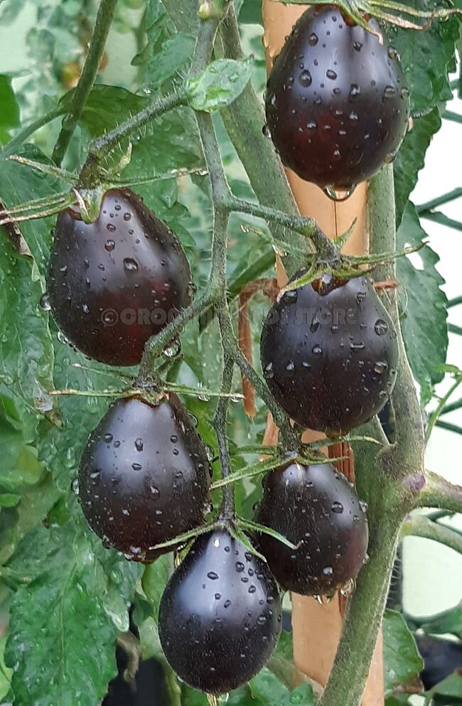 BLUE KEYES Tomato Seeds Heirloom Indigo Pear Shaped Cherry | Etsy