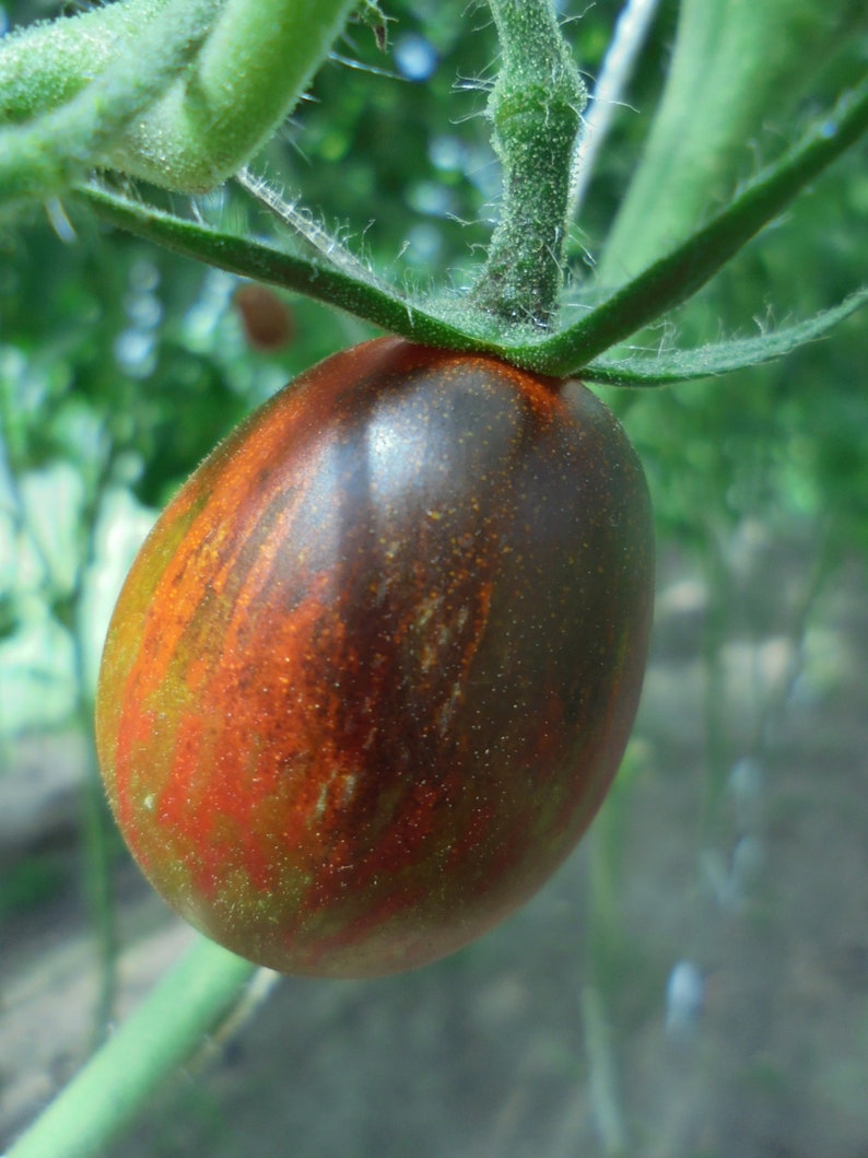BLUE KEYES Tomato Seeds, Heirloom Indigo Pear Shaped Cherry Sweet ...