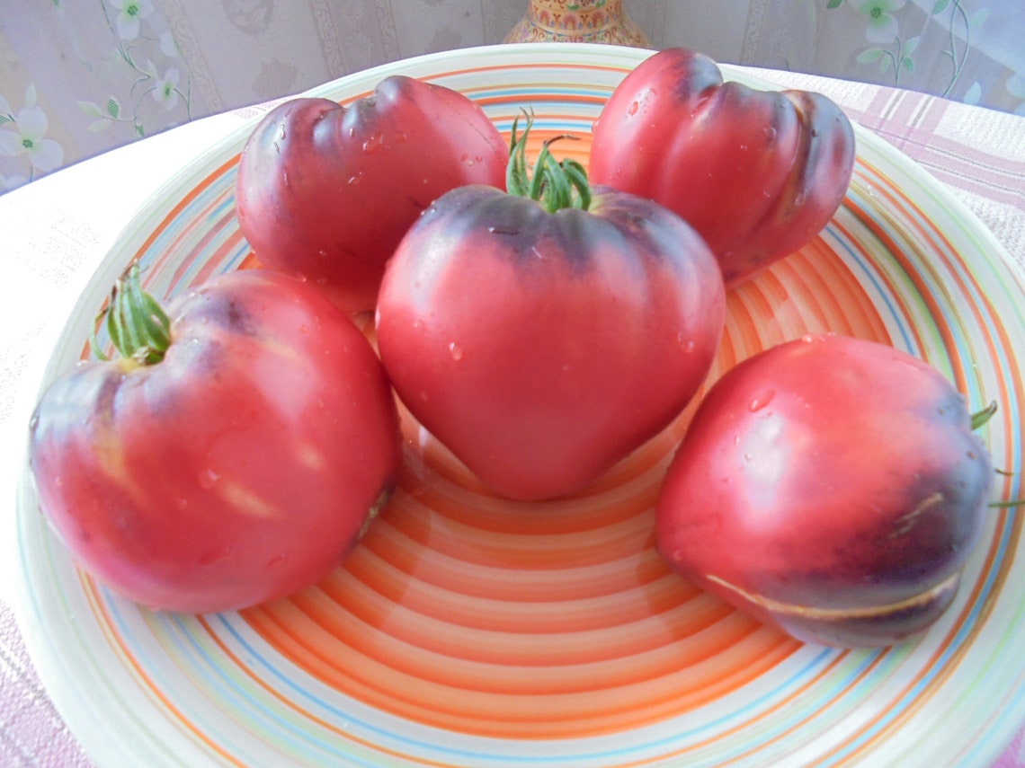 SGT PEPPERS Tomato Seeds Indigo Heart Shaped Heirloom | Etsy